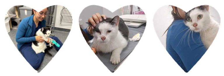 Marsden Vet Surgery - Best Veterinary clinic in Logan